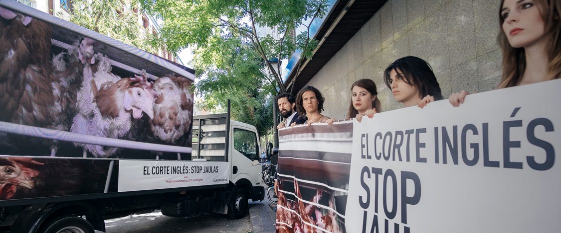 Take Action for Animals - Join Animal Equality’s Campaigns