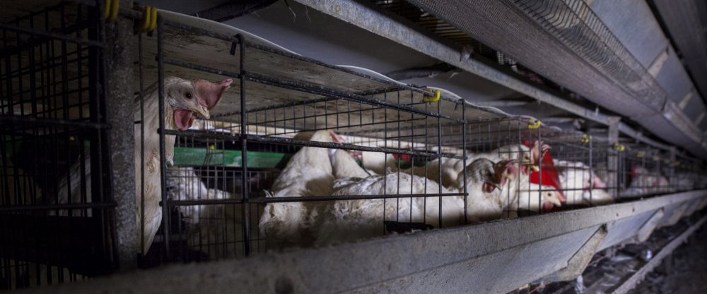 The Cruel Egg Industry Hurts Chickens