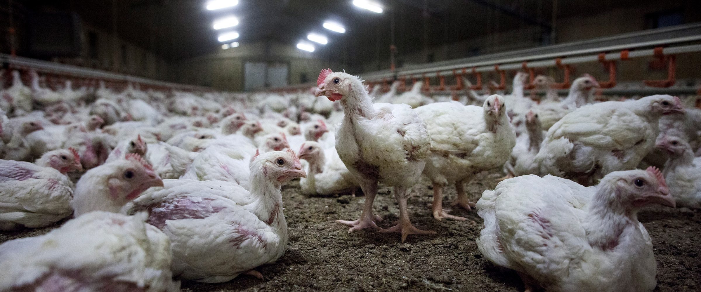 Issue | Animals Raised for Meat | Animal Equality