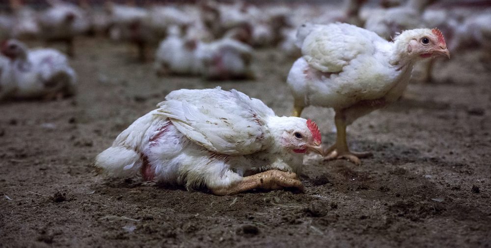 Issue | Animals Raised for Meat | Animal Equality