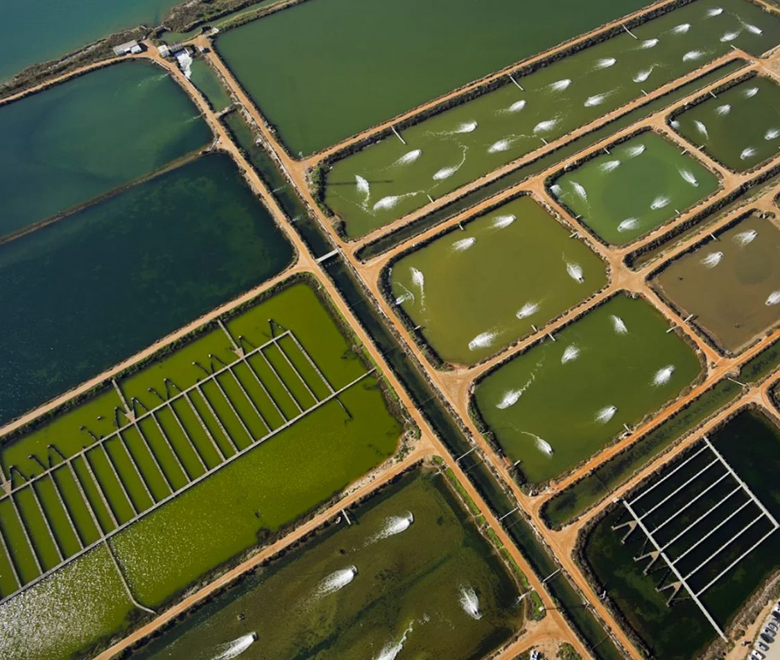 The Fish Industry: Cruelty on a Massive Scale