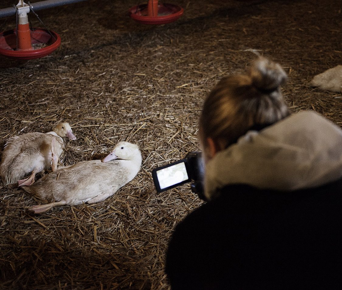 What We Do | Animal Equality | International Animal Protection Organization
