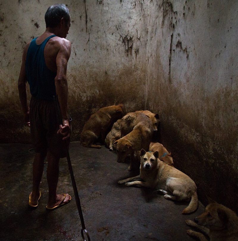 Issue | Animals Raised for Meat | Animal Equality