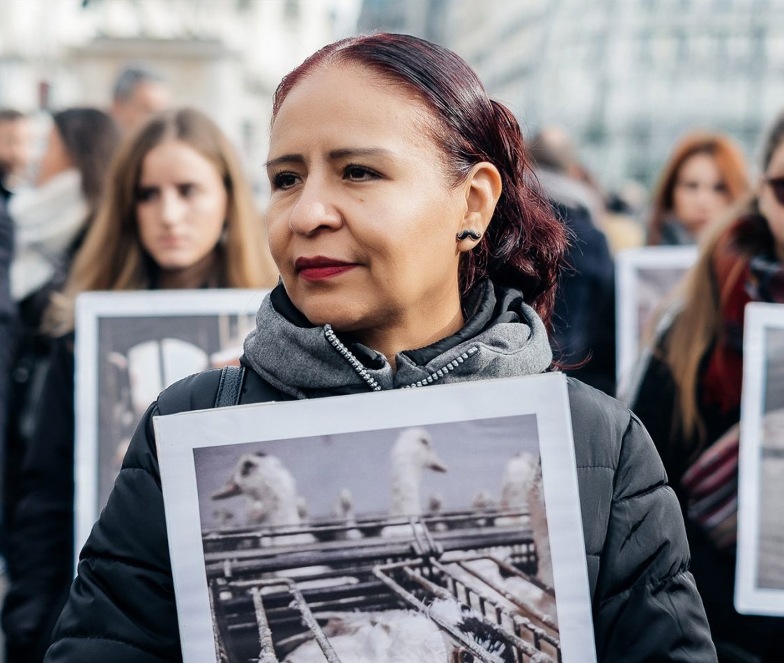 Learn About Animal Rights | Animal Equality