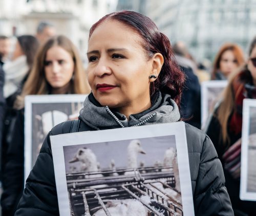 Learn About Animal Rights | Animal Equality