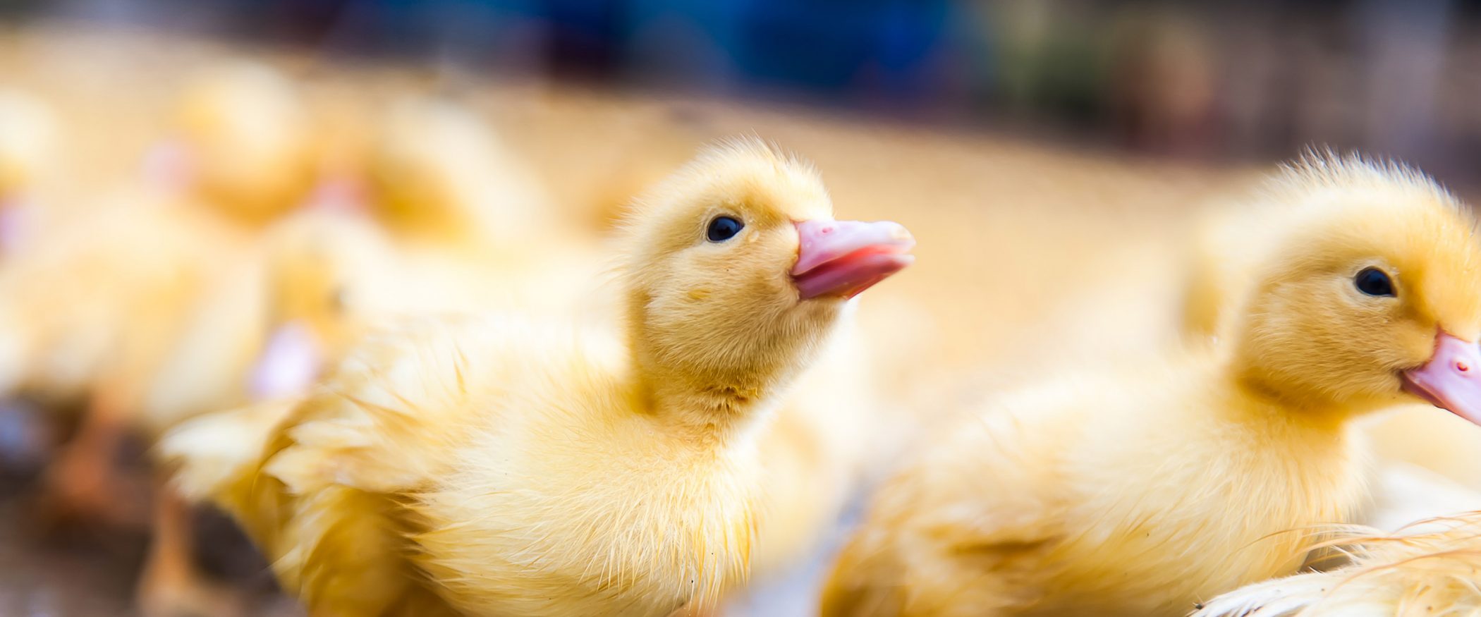 Victories | Animal Equality | International Animal Protection Organization