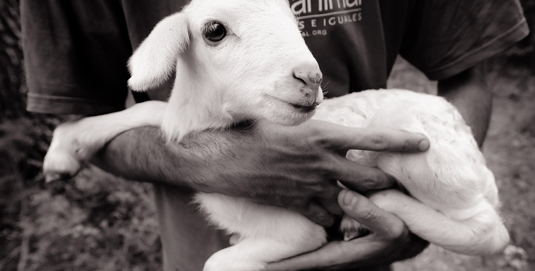 Victories for Animals | Animal Equality