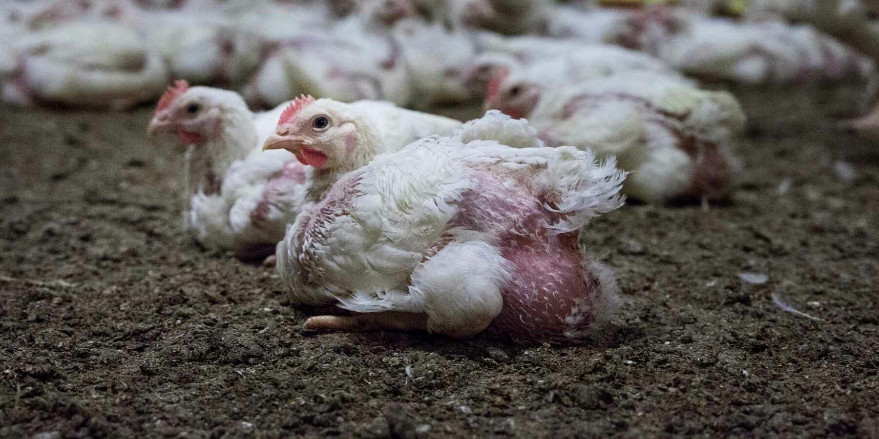 End Factory Farming | A campaign by Animal Equality