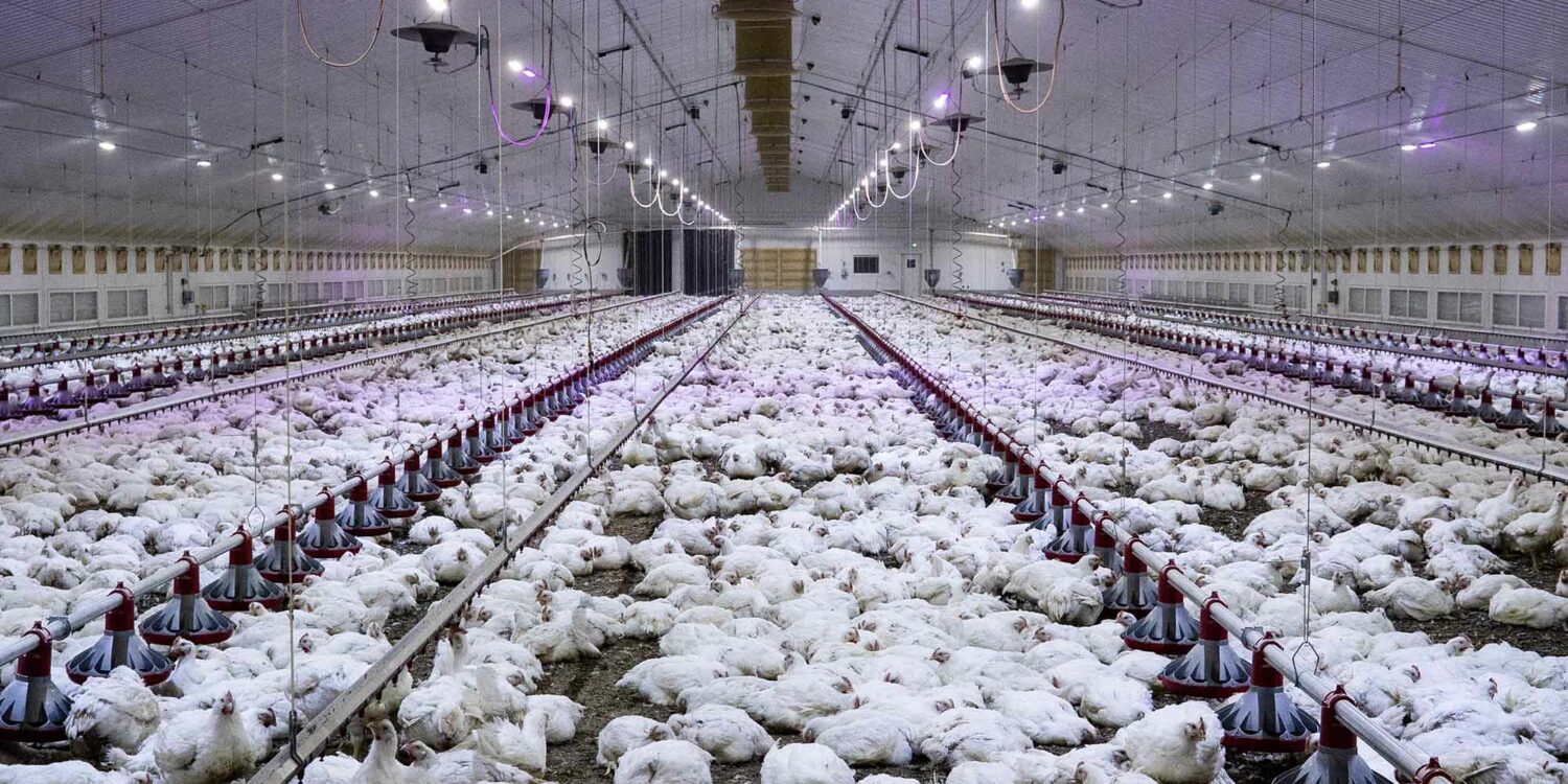 End Factory Farming | A campaign by Animal Equality