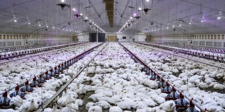 End Factory Farming | A campaign by Animal Equality