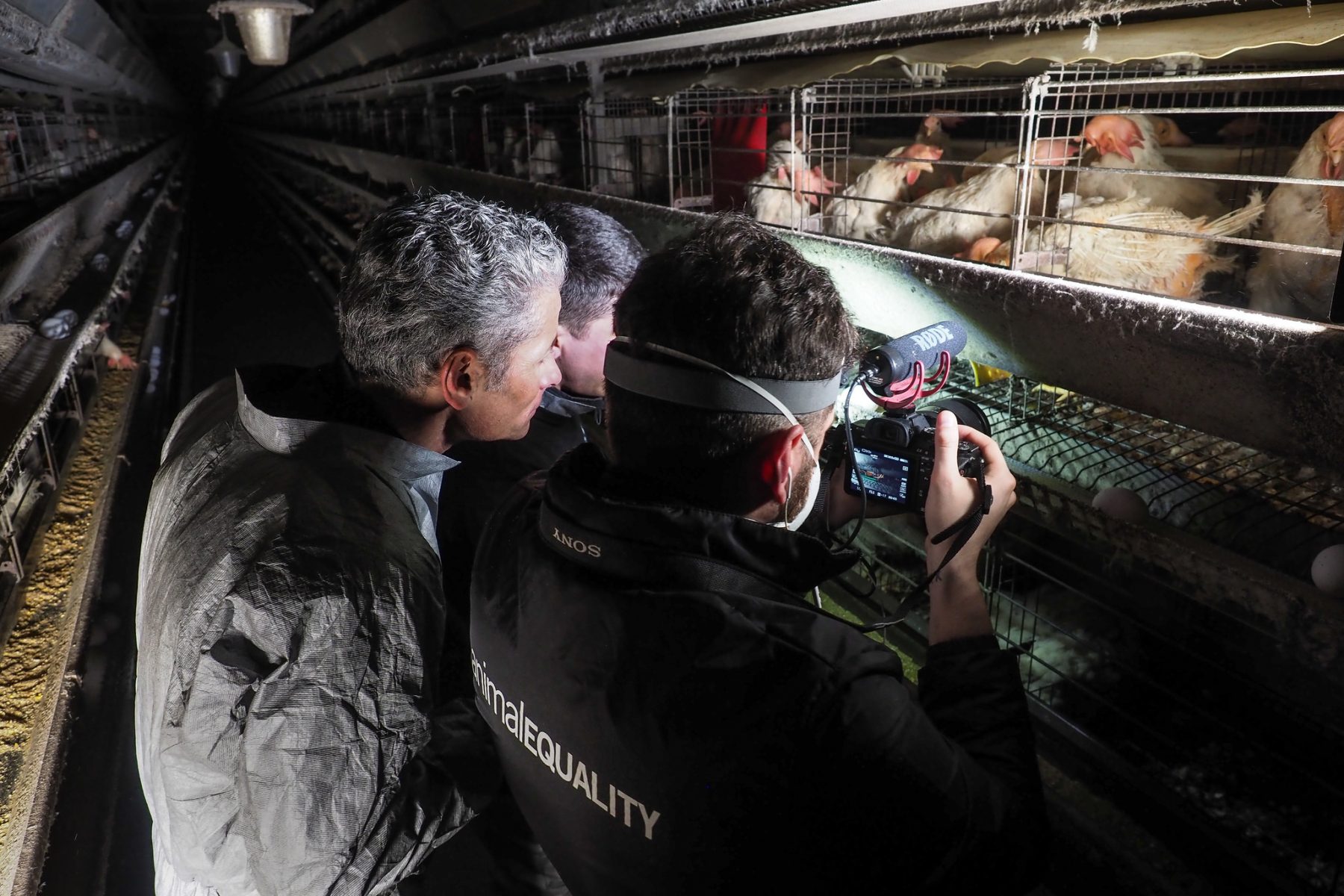 Animal Equality 2018 Annual Report | Animal Equality