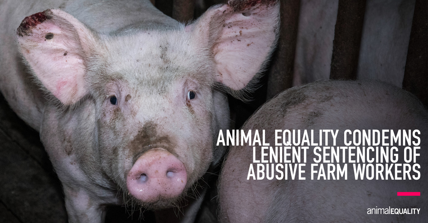 Animal Equality Condemns Lenient Sentencing of Farm Workers | Animal ...