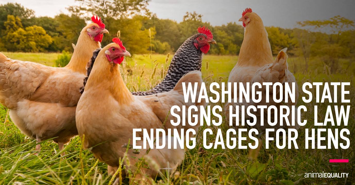 Washington State Ends Cages for Hens