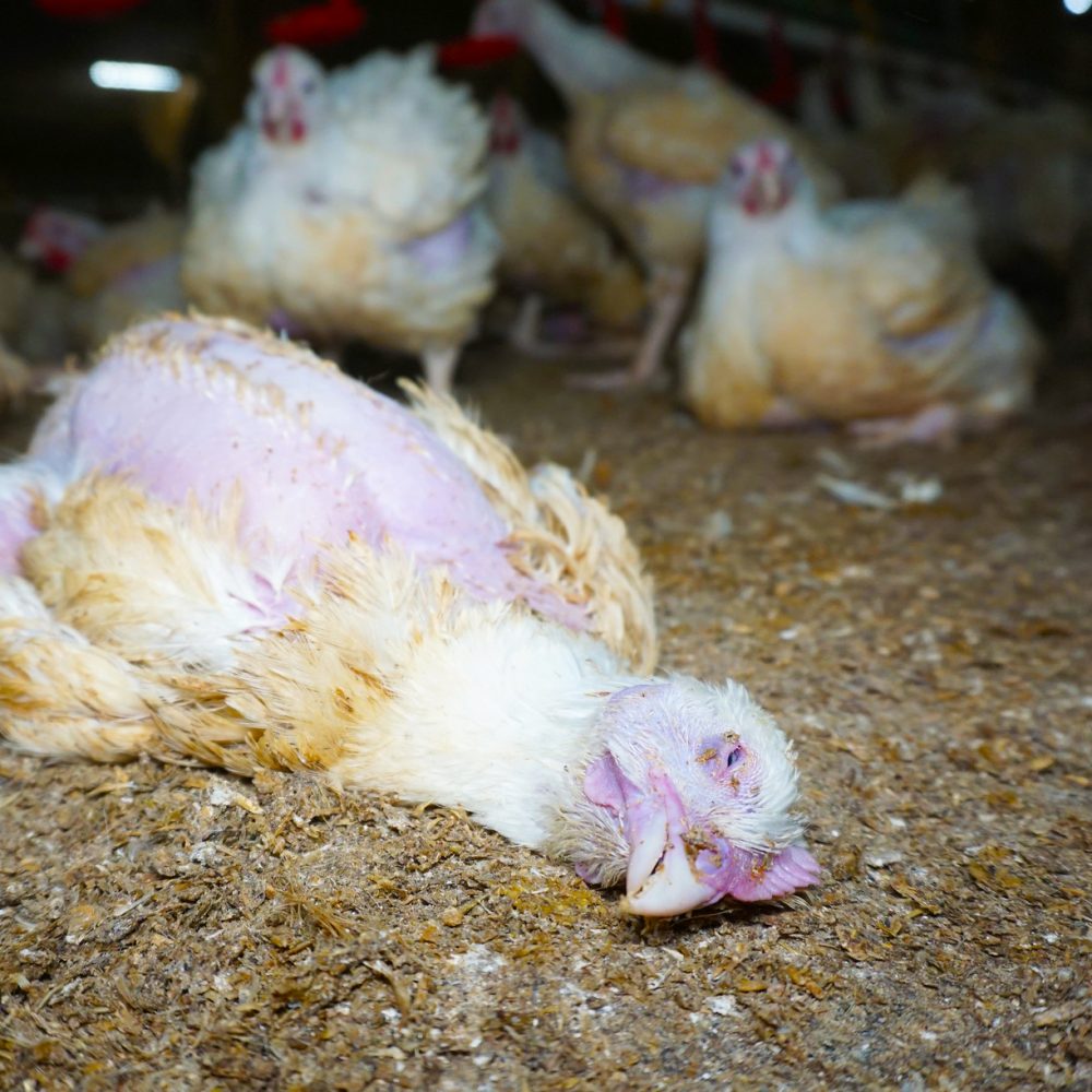 Our history | Animal Equality | International Animal Protection ...