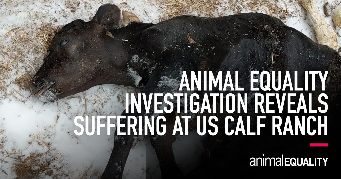 Investigation Reveals Neglect at US Calf Ranch