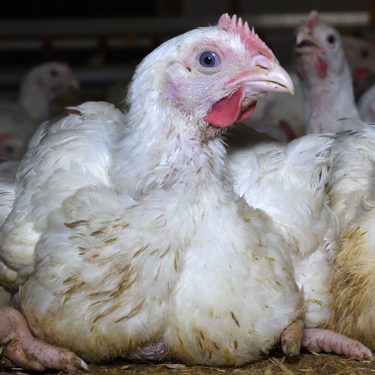 Our history | Animal Equality | International Animal Protection ...