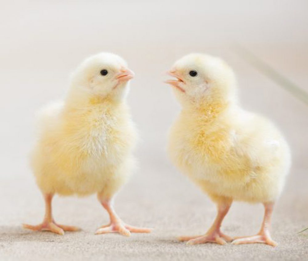 Victories for Animals | Animal Equality | Animal Equality