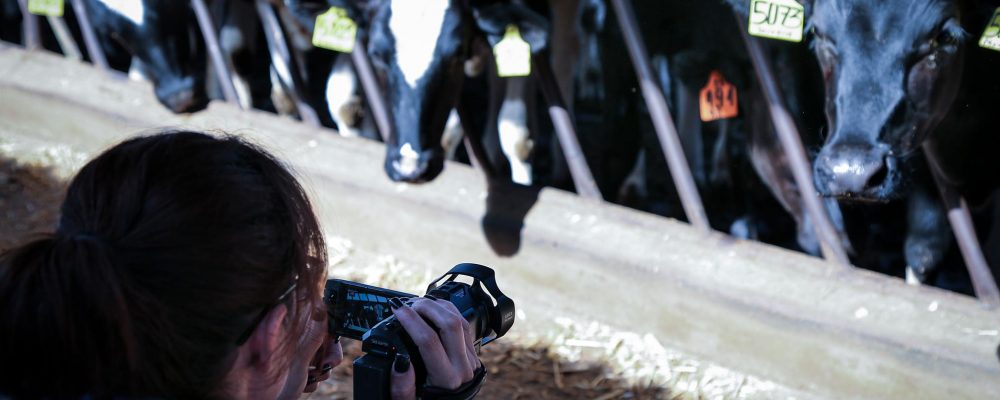 Animal Equality: Protecting Animals Worldwide