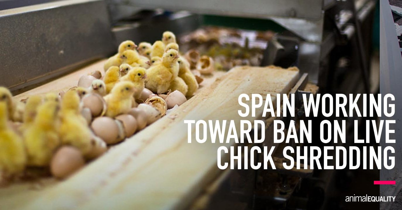 Spain: End Chick Culling in Egg Industry