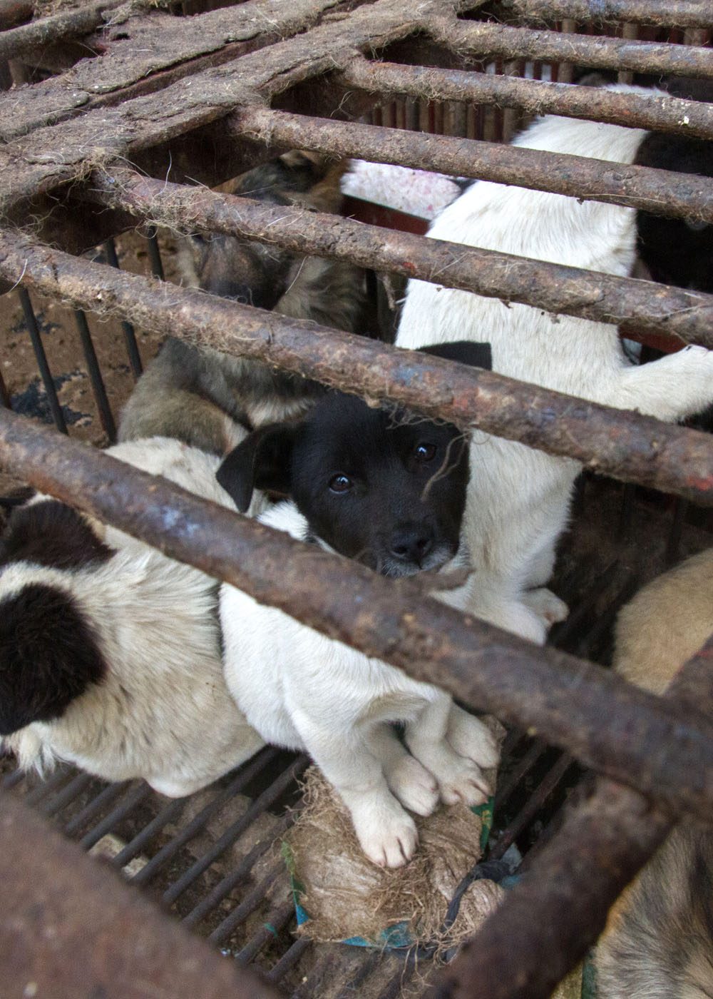 What We Do | Animal Equality | International Animal Protection Organization