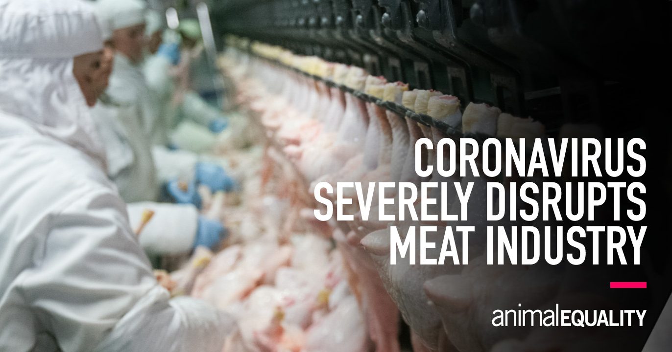Coronavirus Disrupts Meat Industry