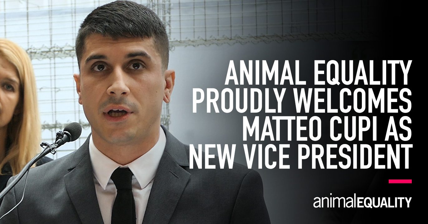 Animal Equality Welcomes Matteo Cupi as New Vice President | Animal ...