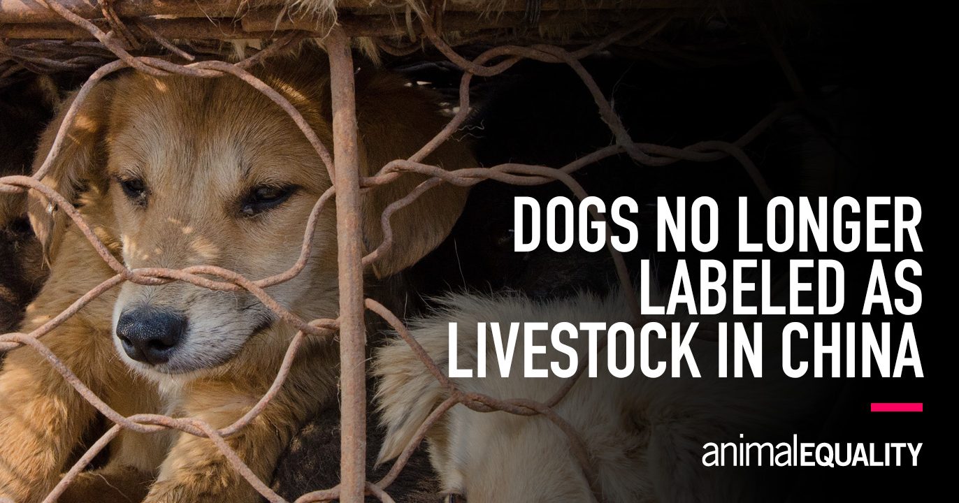 Dogs No Longer Labeled as Livestock in China | Animal Equality