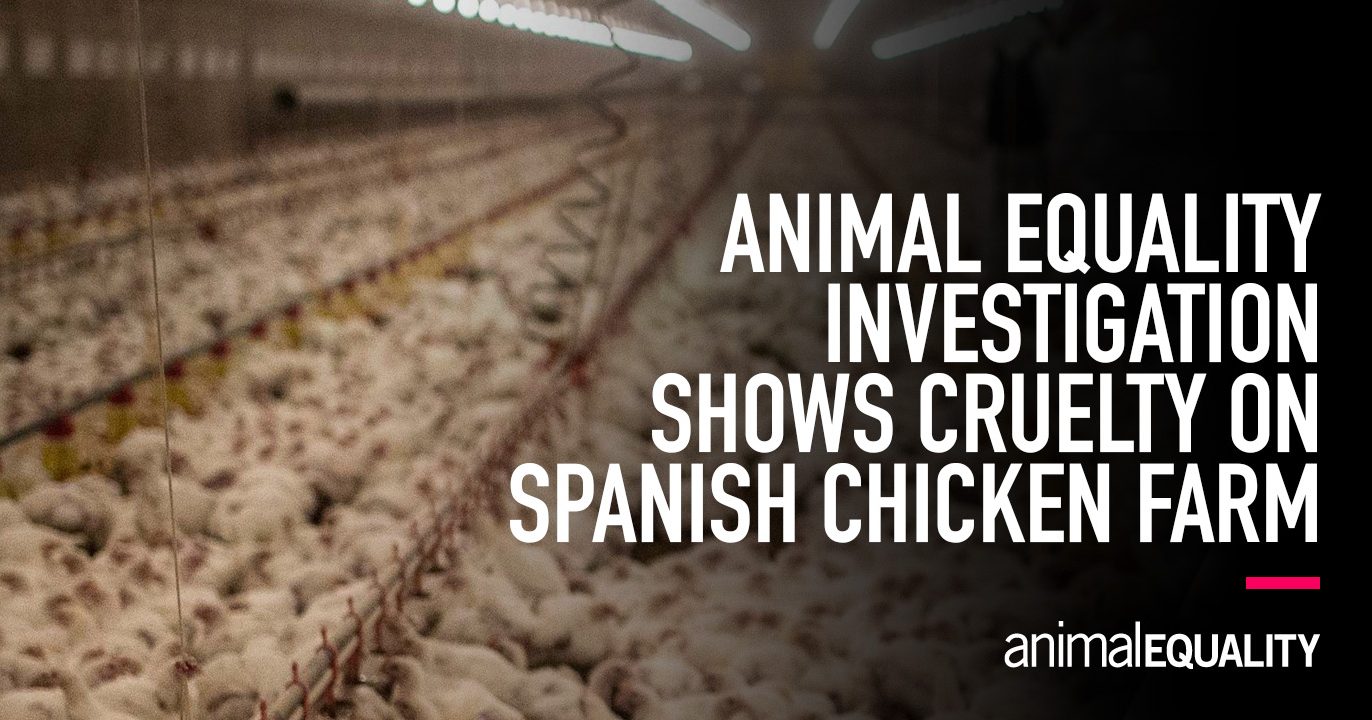 Animal Protection News from Animal Equality