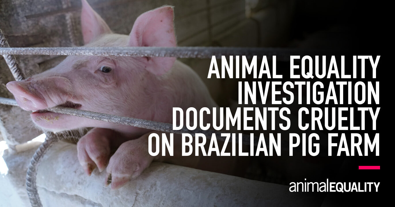 Investigation: Pig Suffering Extreme Cruelty on Brazil Farm