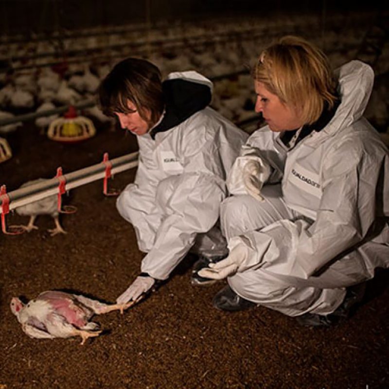 Our history | Animal Equality | International Animal Protection ...