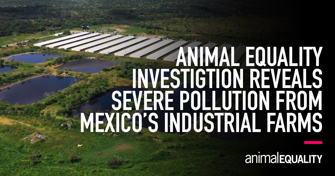 Investigation: Pollution from Mexico’s factory farming exposed | Animal ...