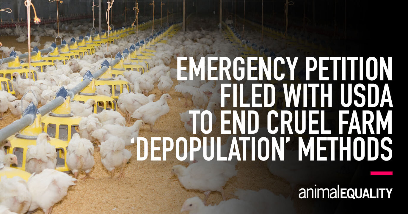 Emergency Petition Filed to End Cruel ‘Depopulation’ Methods | Animal ...