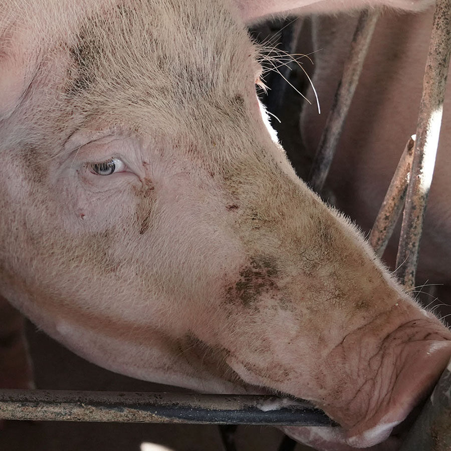 Our history | Animal Equality | International Animal Protection ...