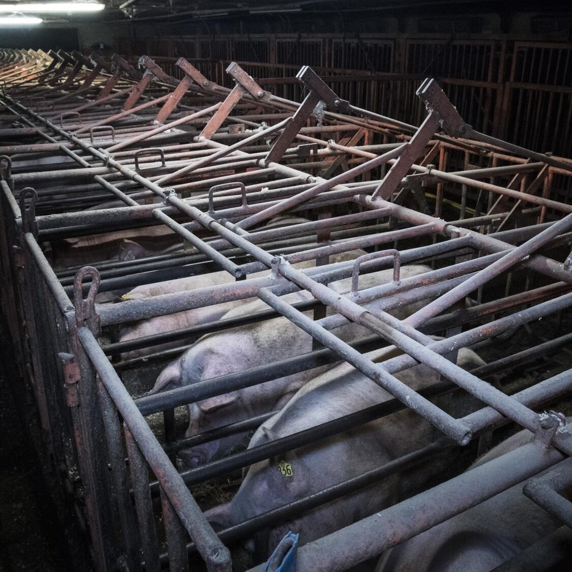 Slaughterhouse Line Speeds | Animal Equality