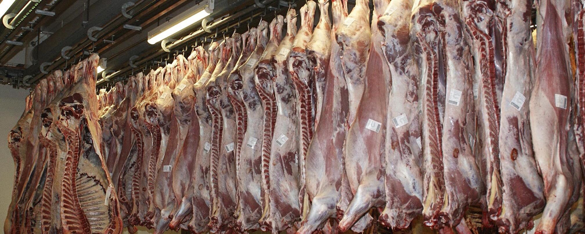 Slaughterhouse Line Speeds | Animal Equality | International Animal ...