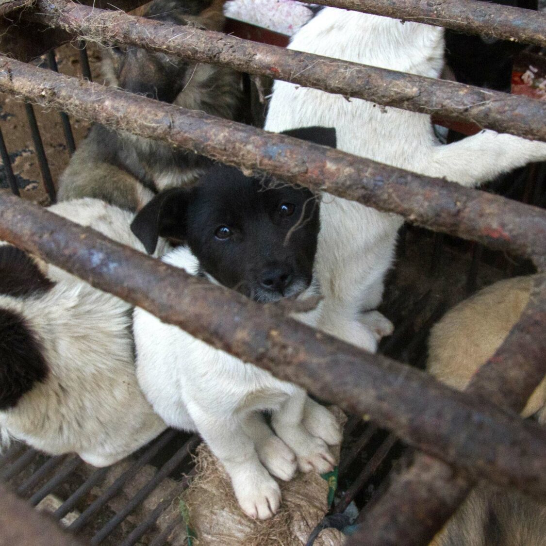 Take Action for Animals - Join Animal Equality’s Campaigns