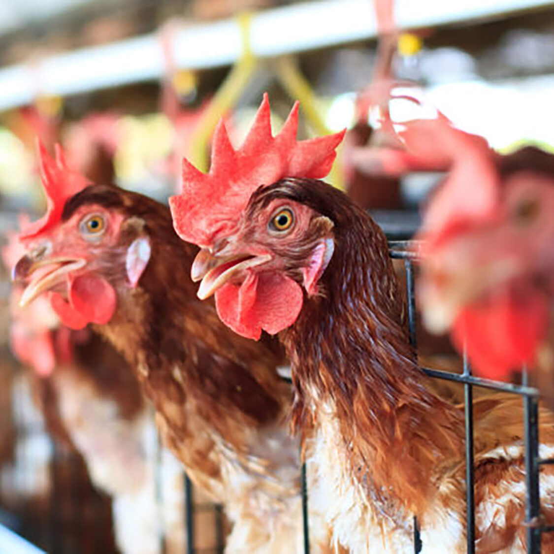 Take Action for Animals - Join Animal Equality’s Campaigns