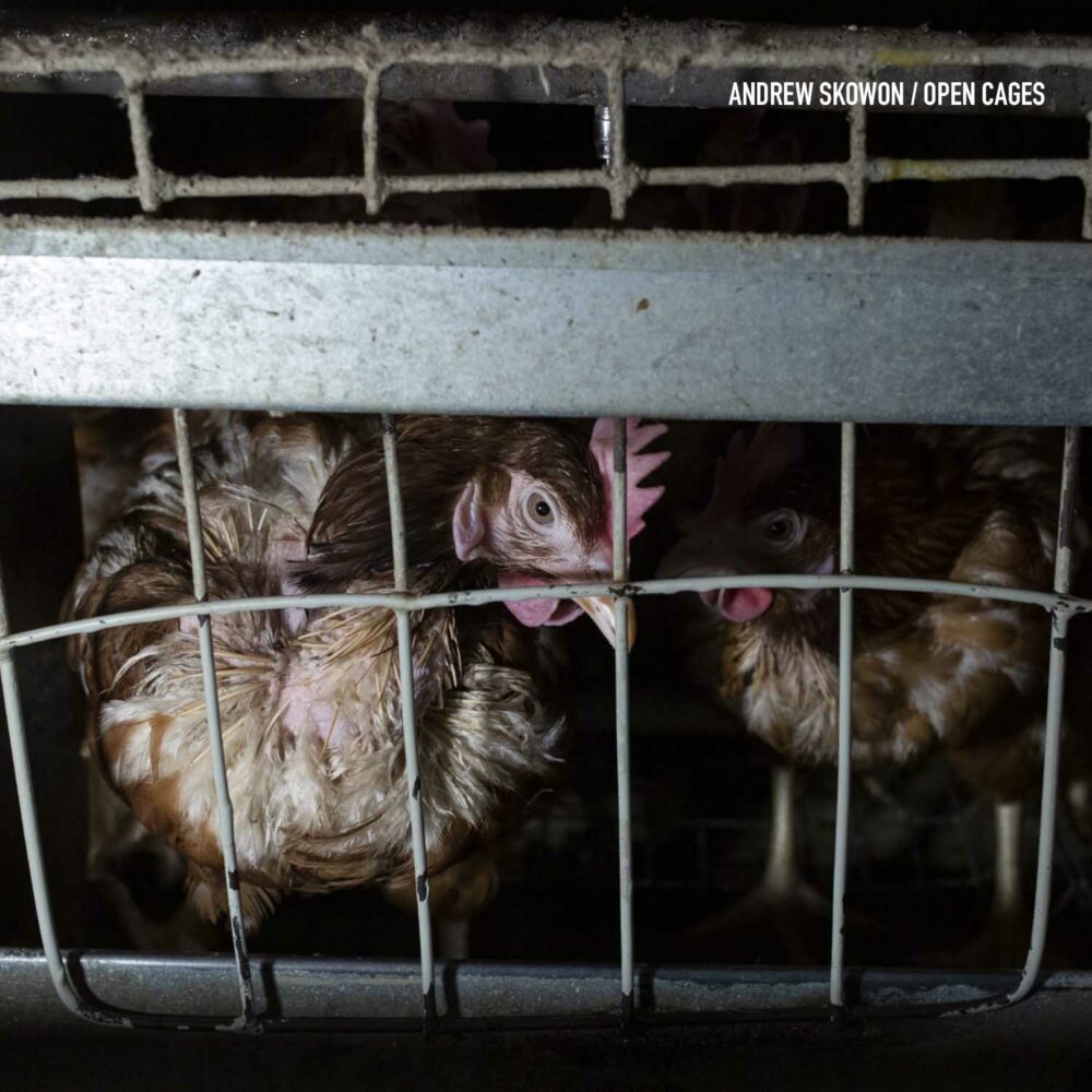 Attention Hawaii Residents: Hens Need You to Take Action Now!