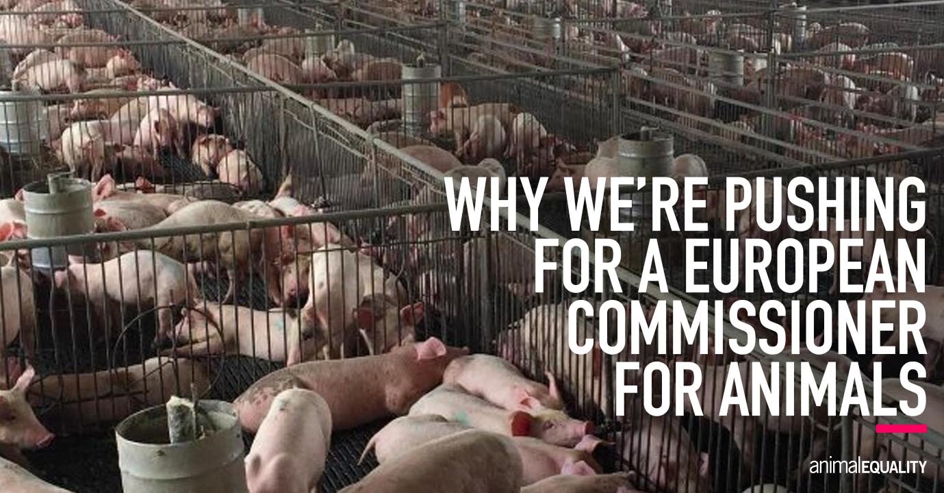 EU Commissioner for Animal Welfare | Animal Equality