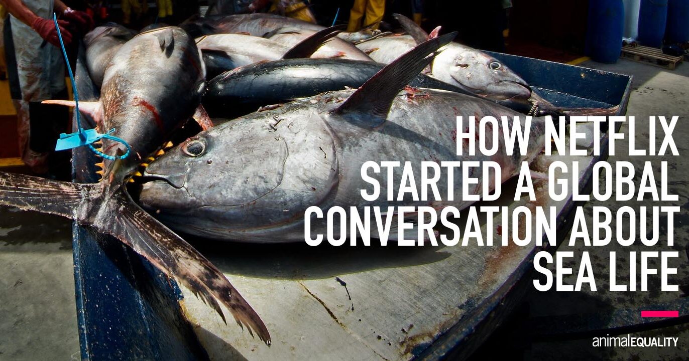 Documentaries are changing how we view sea life | Animal Equality