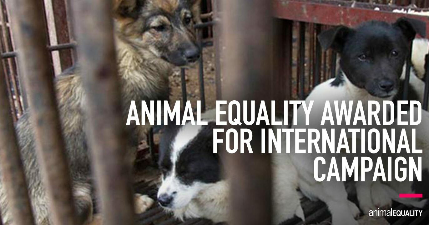 Animal Equality Wins #Campaign4Animals Award