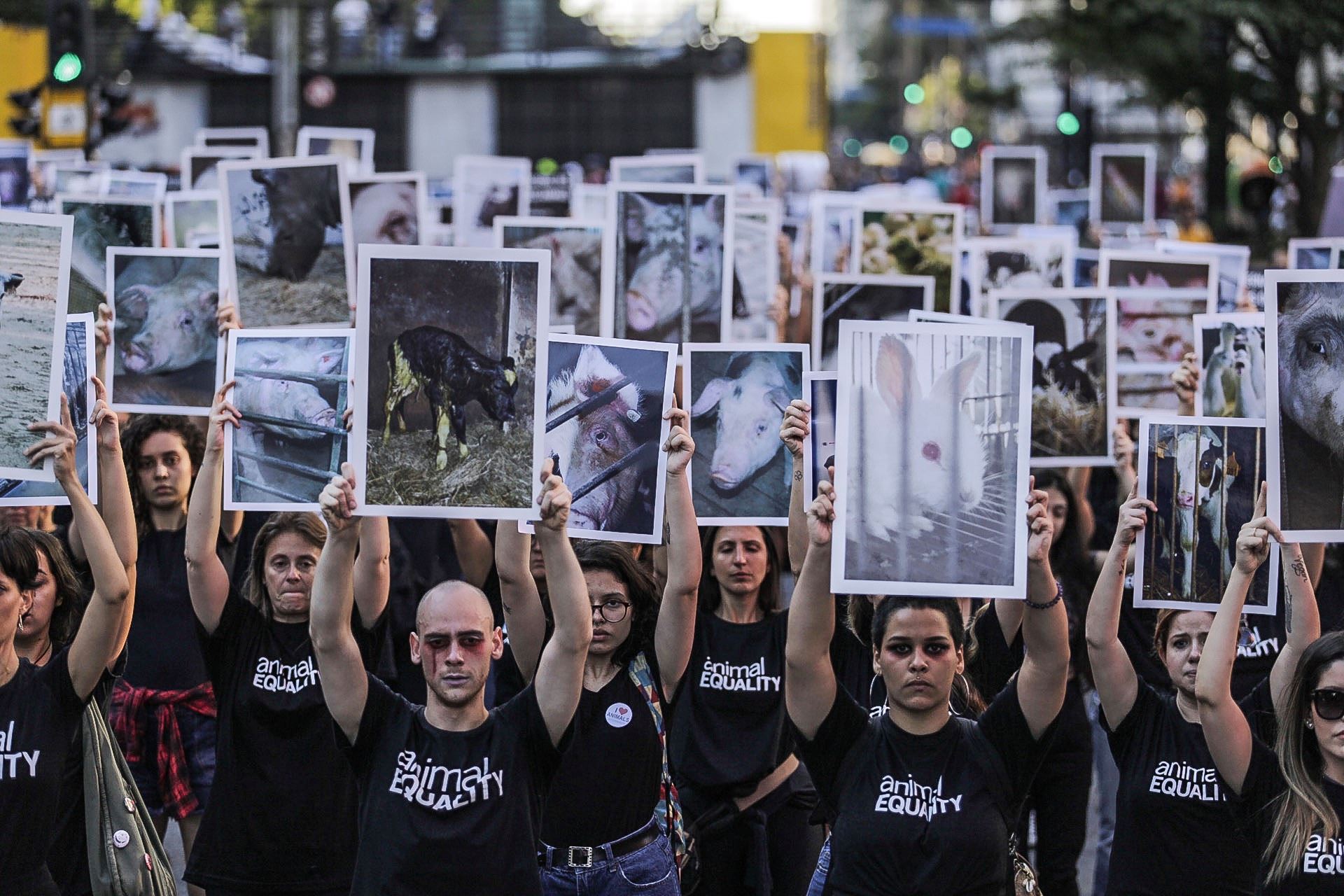 Our history | Animal Equality