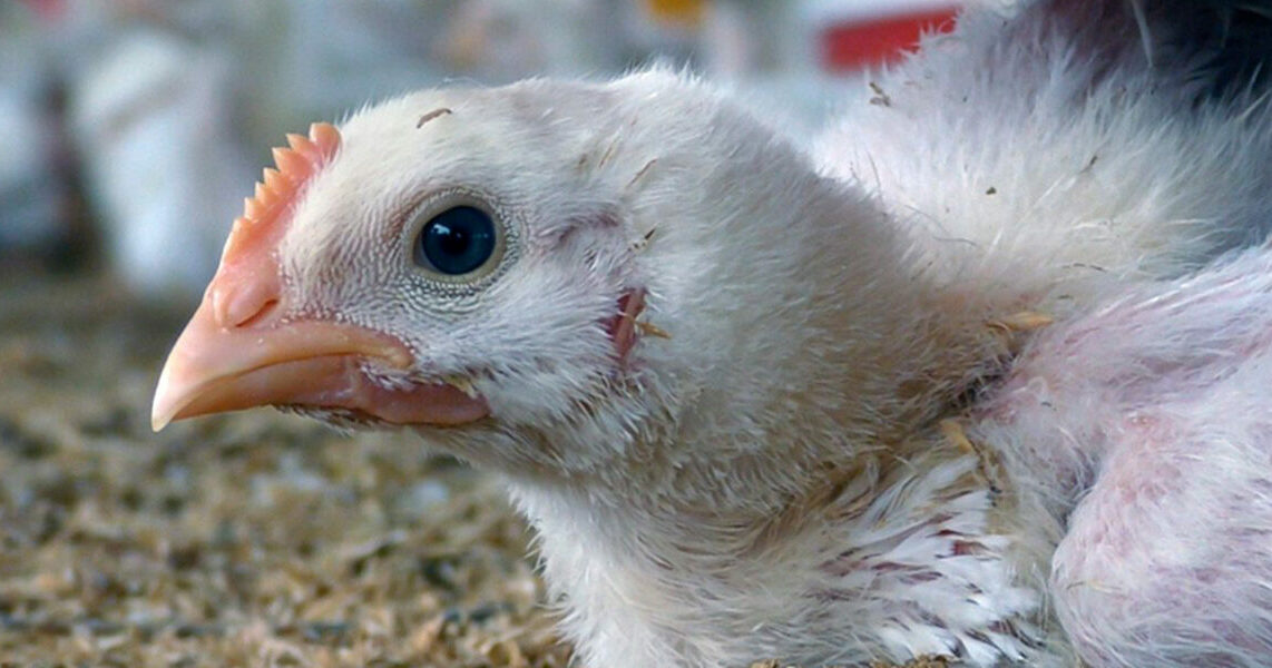Half a billion chickens die before reaching U.S. slaughterhouses