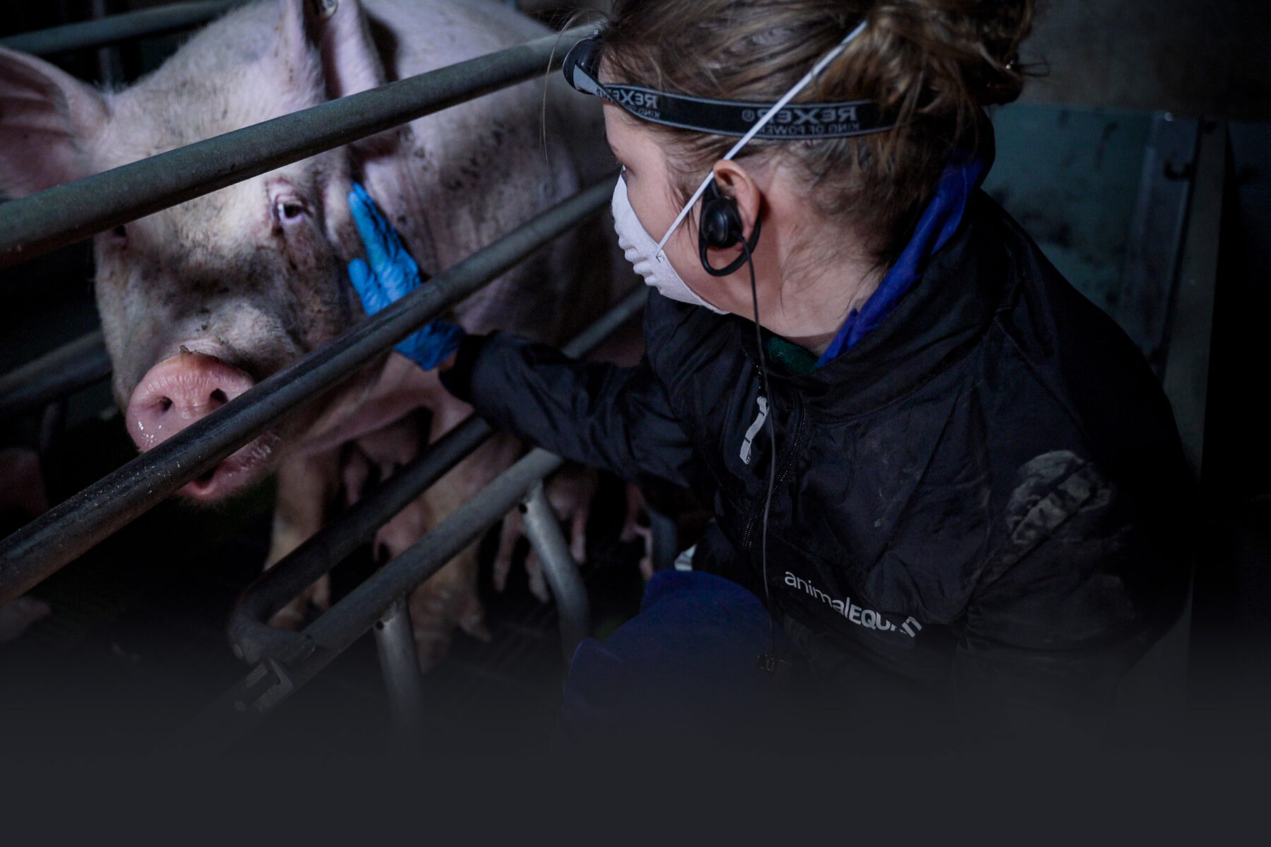 Donate to End Animal Cruelty | Animal Equality