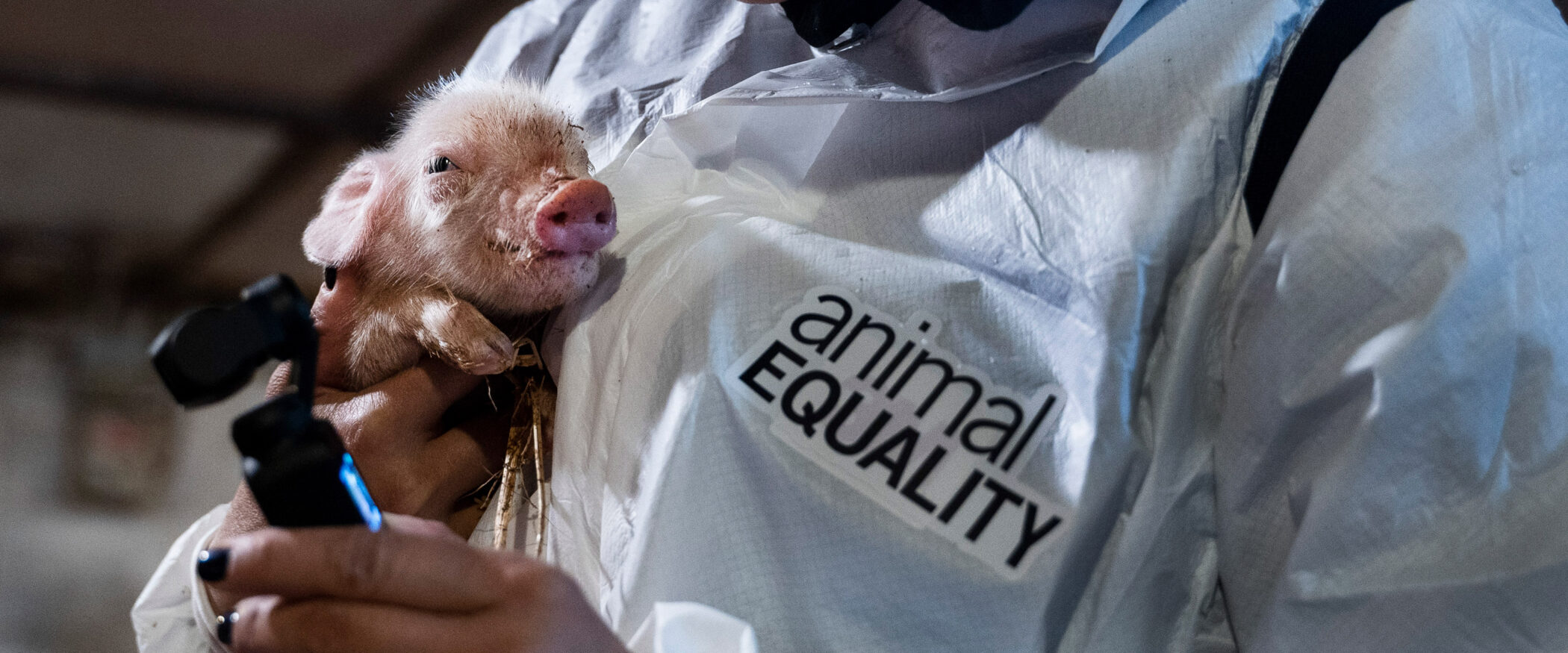 Help animals every day | Animal Equality