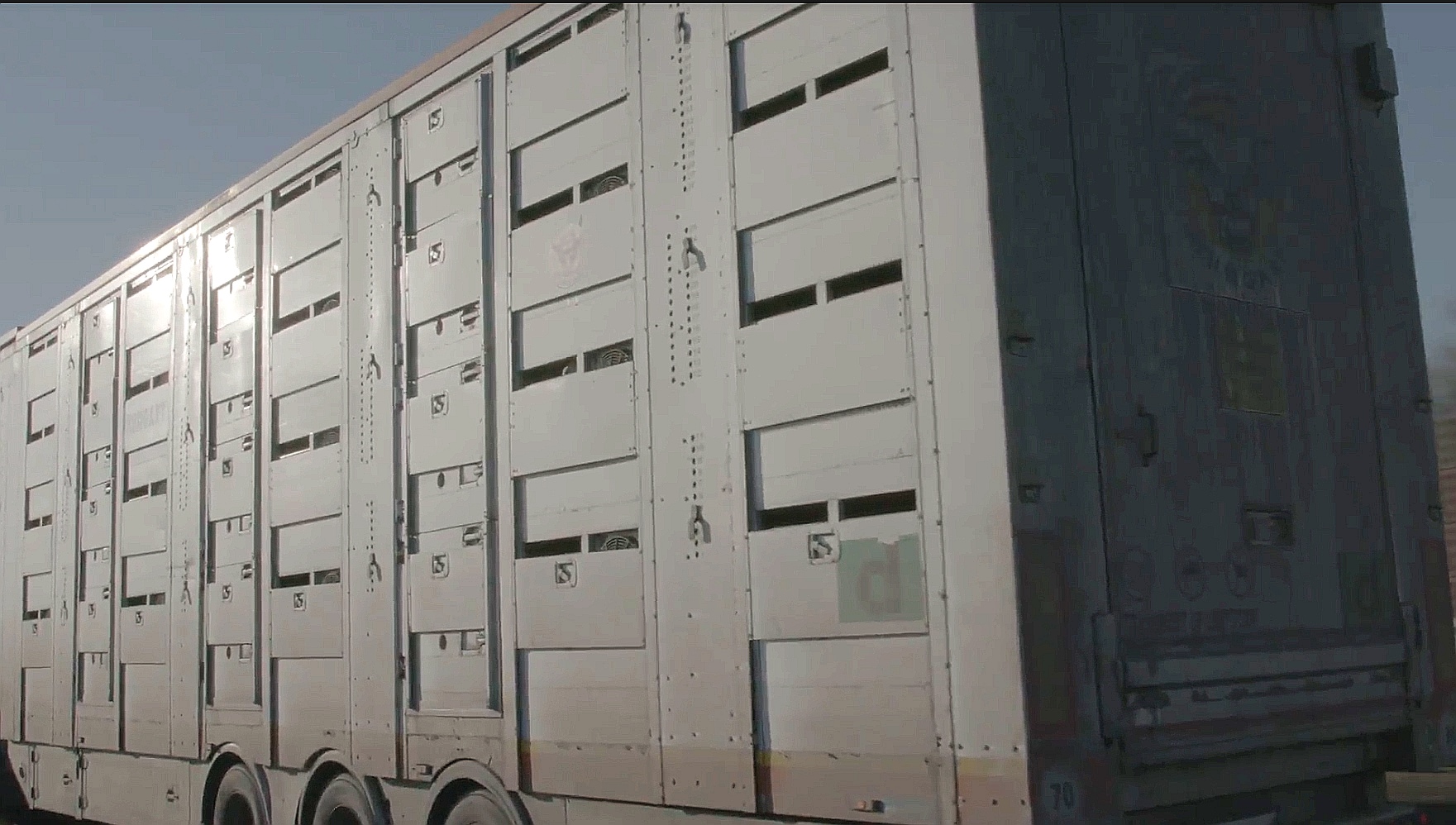 The Long Road to the Slaughterhouse | Animal Equality