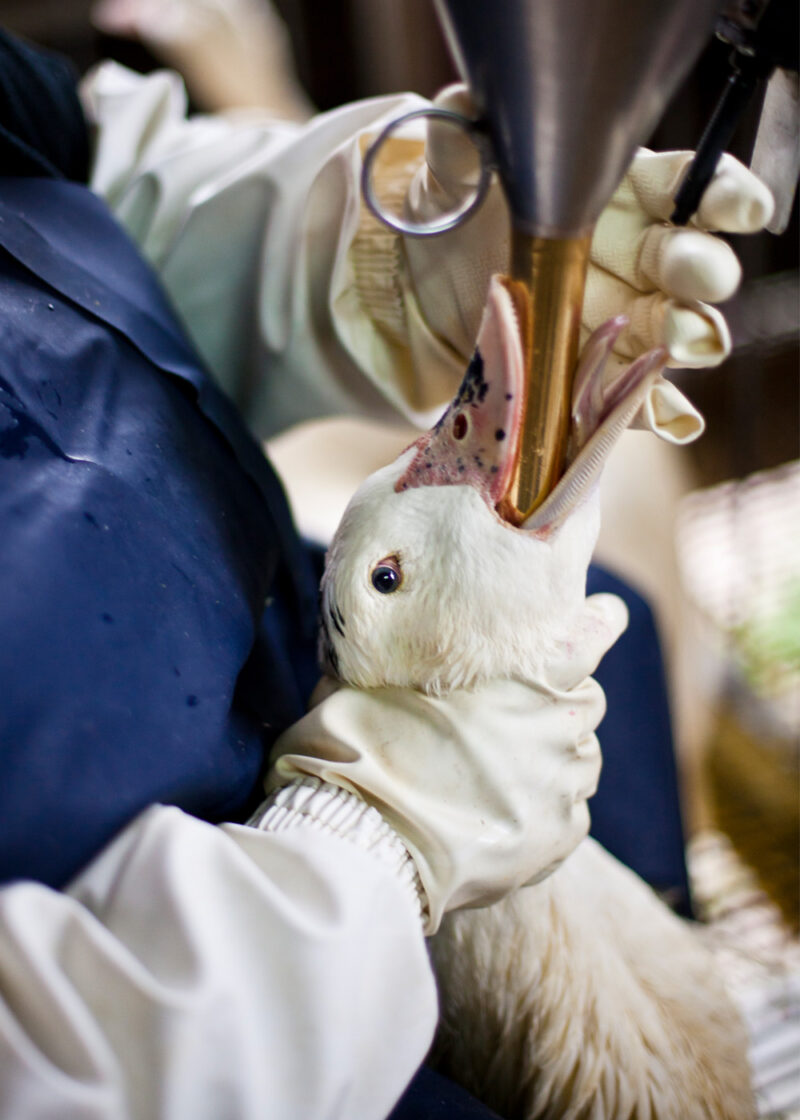 What We Do | Animal Equality