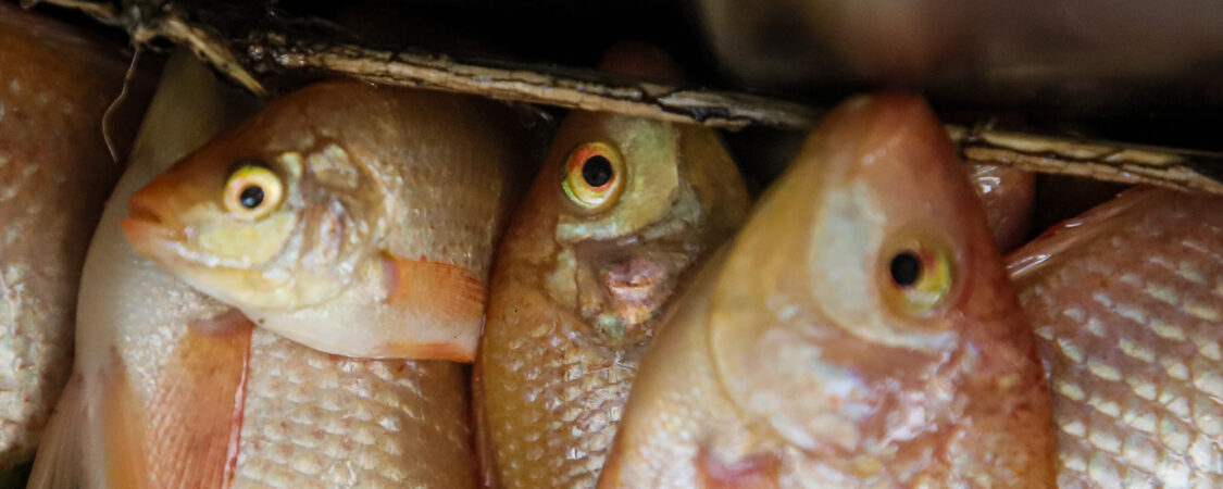 What We Do | Animal Equality | International Animal Protection Organization