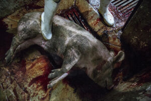 The life of a pig in a factory farm | Animal Equality