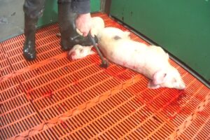 The life of a pig in a factory farm | Animal Equality